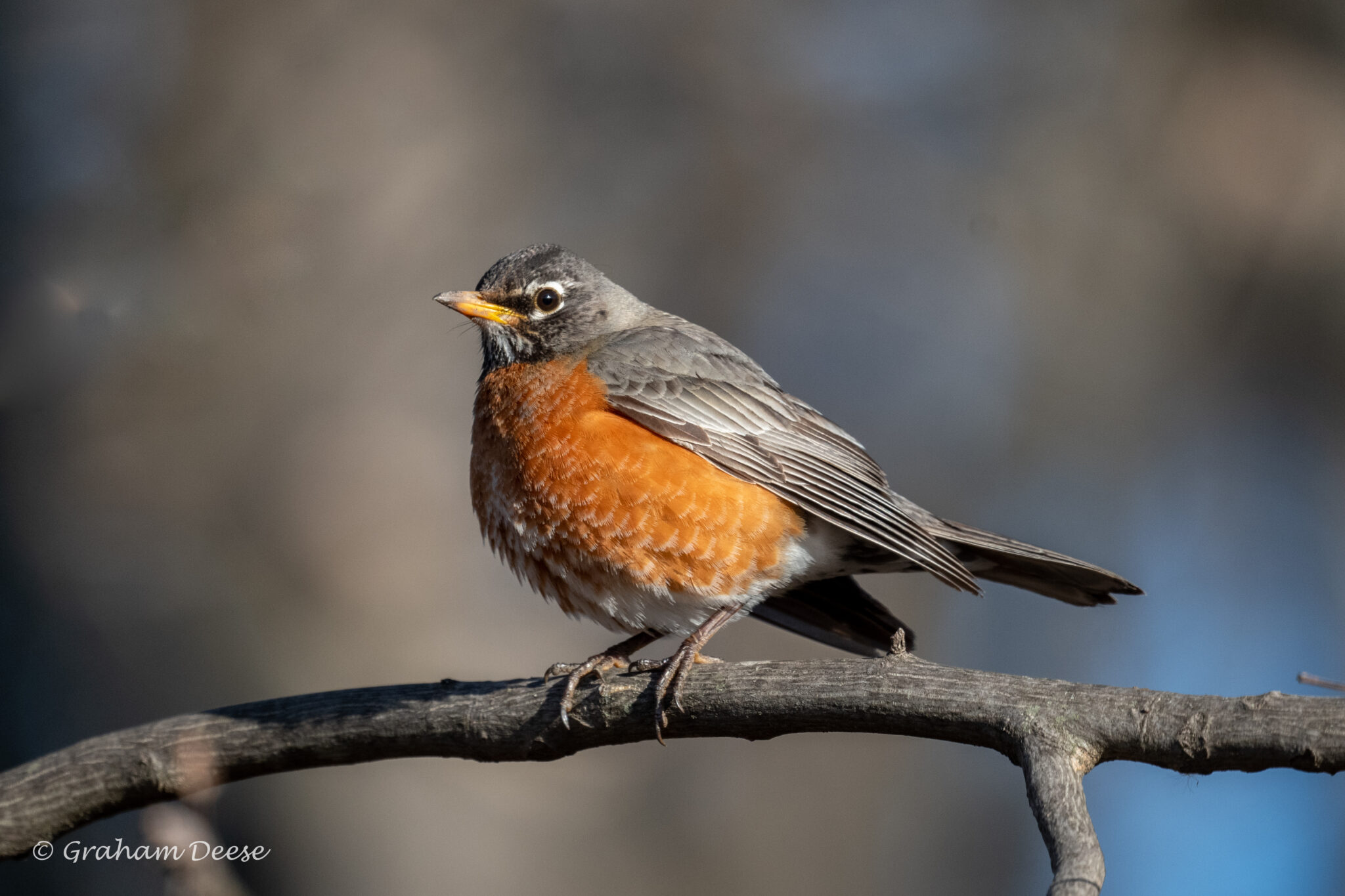 American Robin | Great Bird Pics