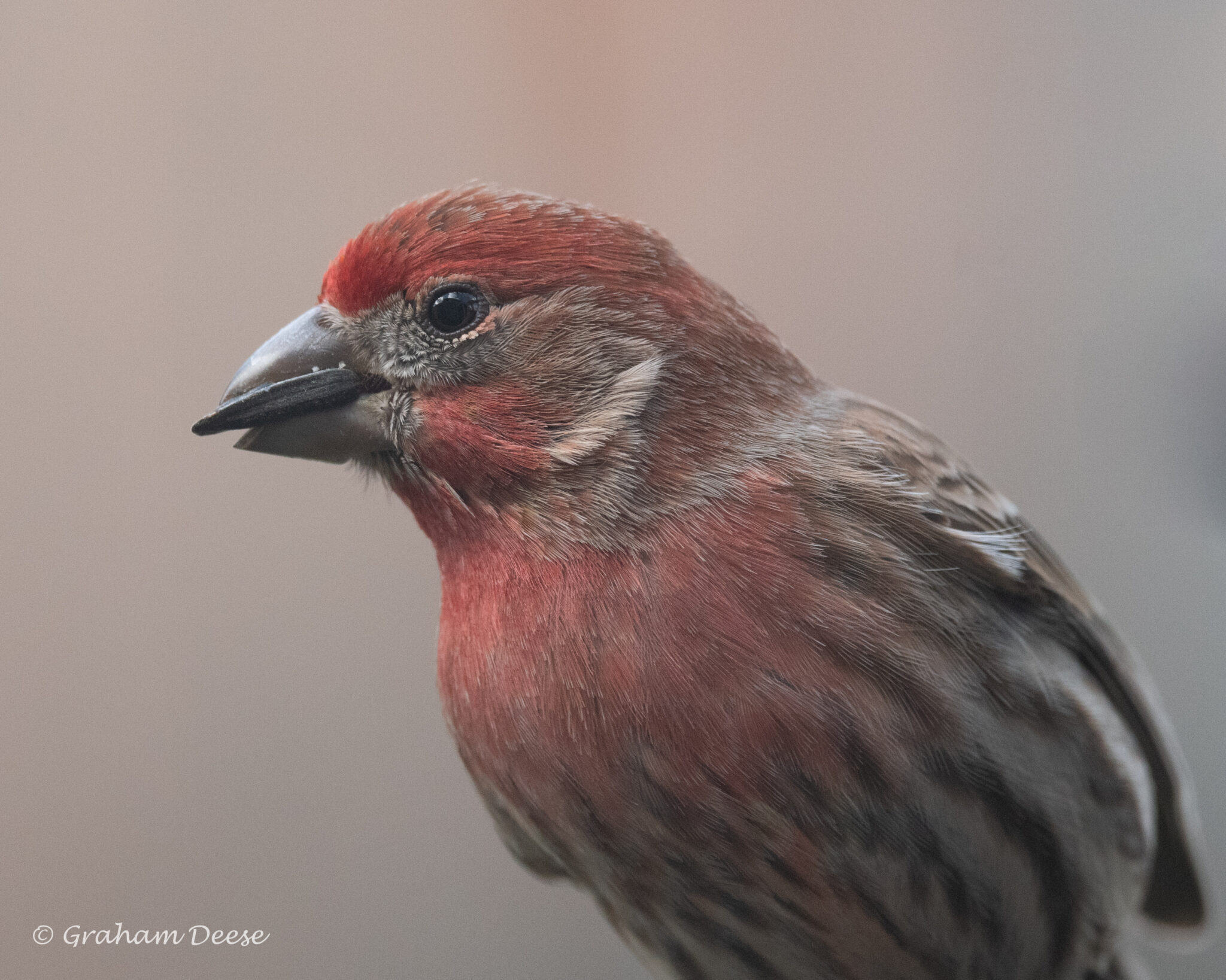 House Finch | Great Bird Pics