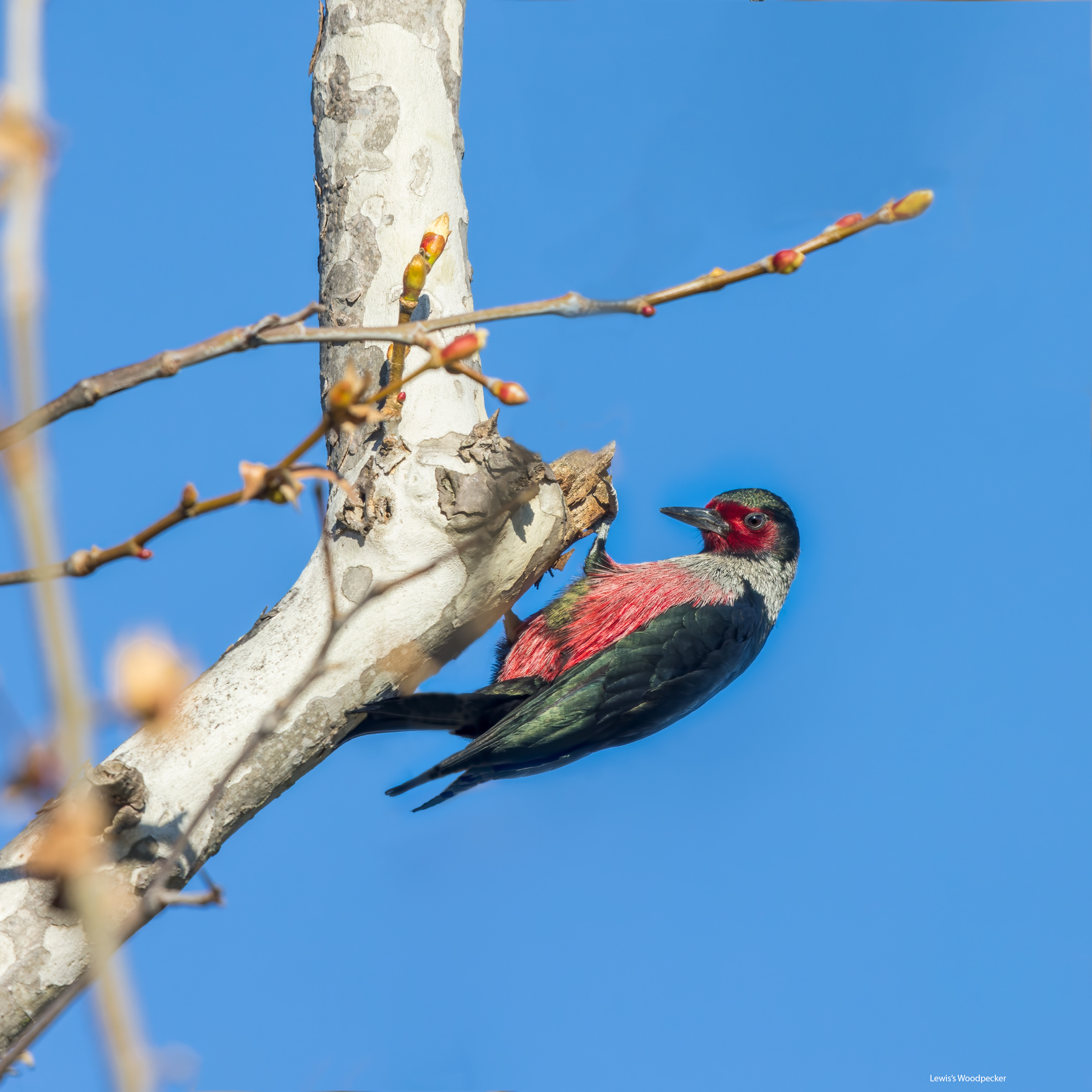 The best I have of this species | Great Bird Pics