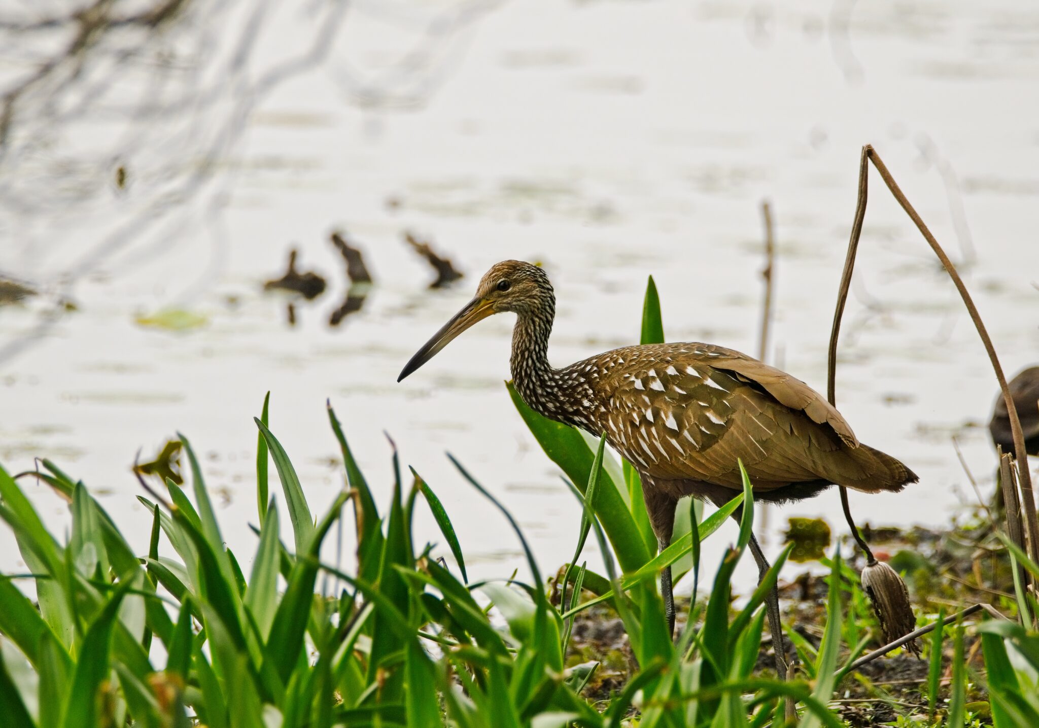 A Limpkin in Foliage | Great Bird Pics
