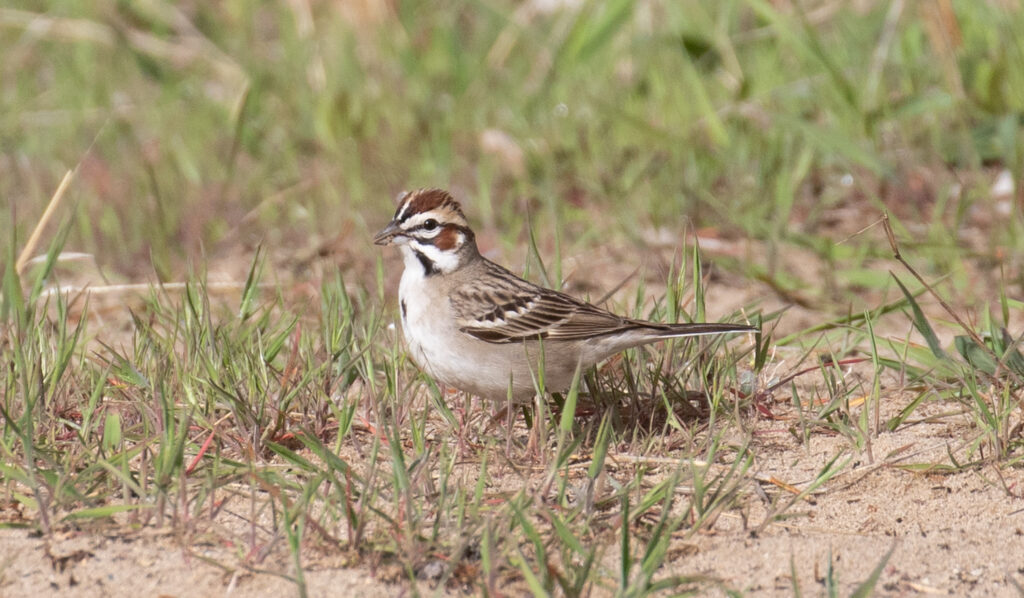Lark Sparrow | Great Bird Pics