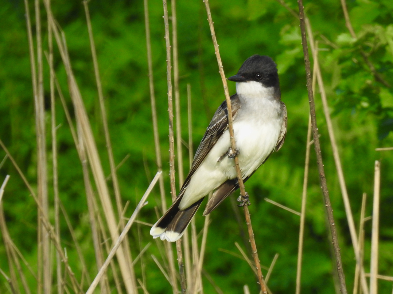 Eastern Kingbird | Great Bird Pics