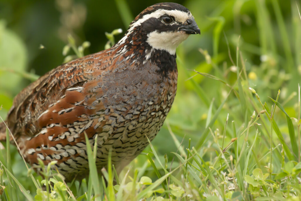 Northern Bobwhite | Great Bird Pics