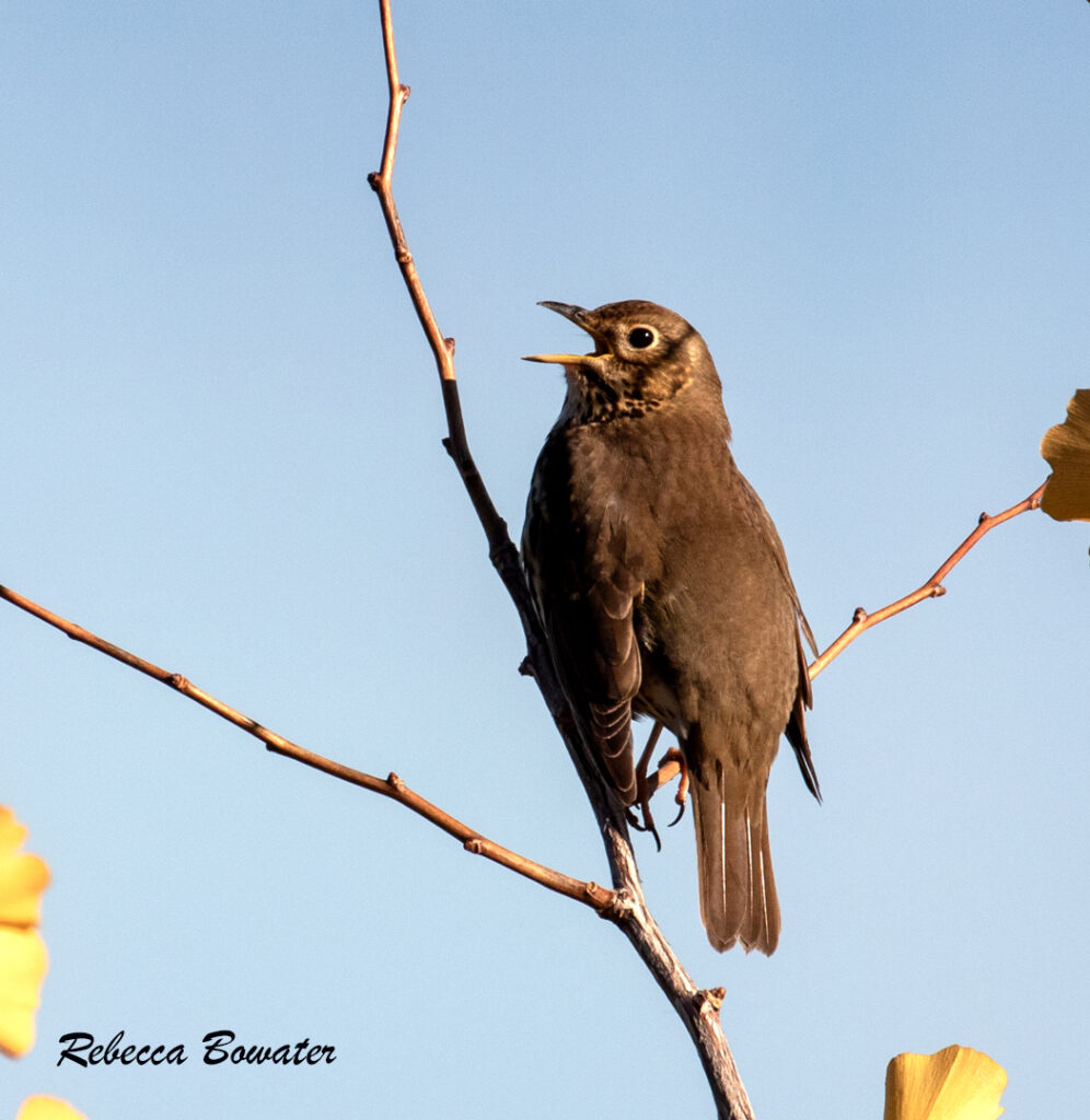 Song Thrush | Great Bird Pics