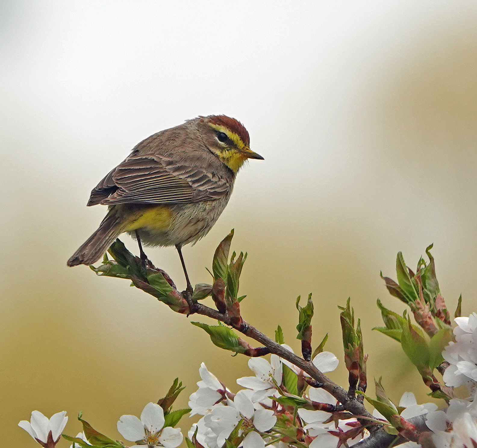 Warbler Wind Down | Great Bird Pics