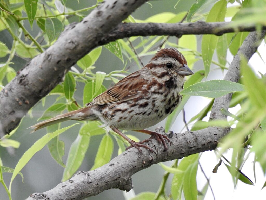 Song Sparrow | Great Bird Pics