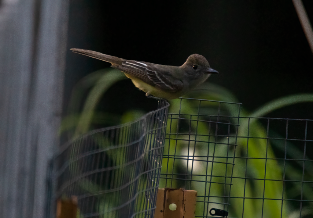 Great Crested Flycatcher | Great Bird Pics