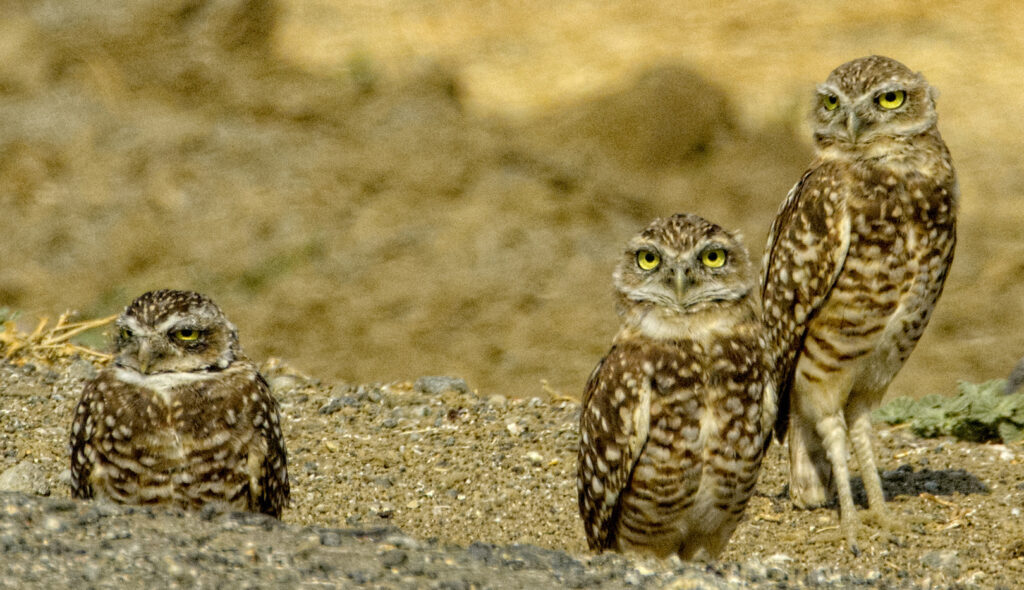 Burrowing Owls | Great Bird Pics