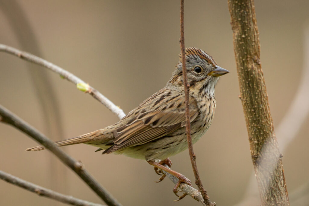 Little Streaks | Great Bird Pics