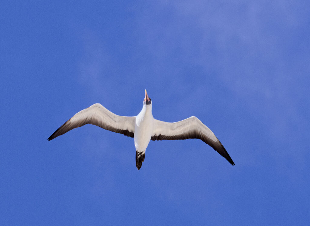 Masked Booby | Great Bird Pics