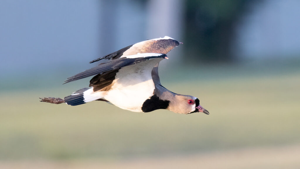 Southern Lapwing | Great Bird Pics
