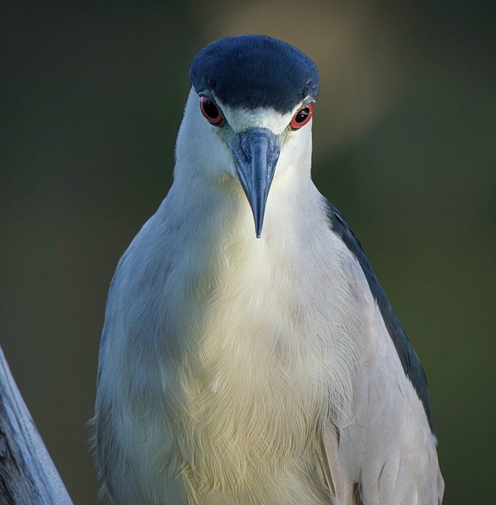 Stare down | Great Bird Pics