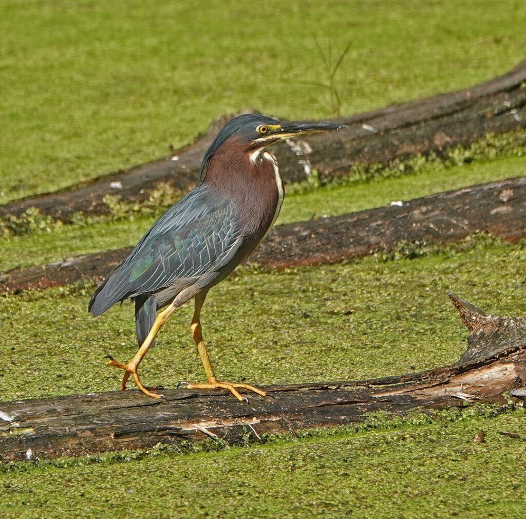 Strutting his Stuff | Great Bird Pics