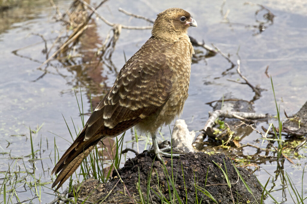 Chimango Caracara | Great Bird Pics
