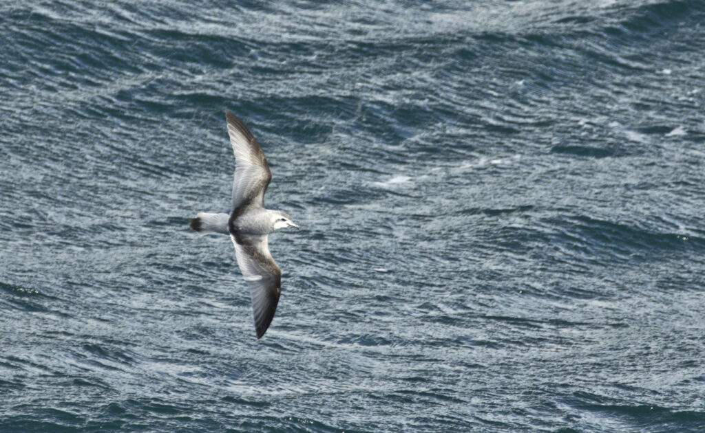 Antarctic Prion | Great Bird Pics