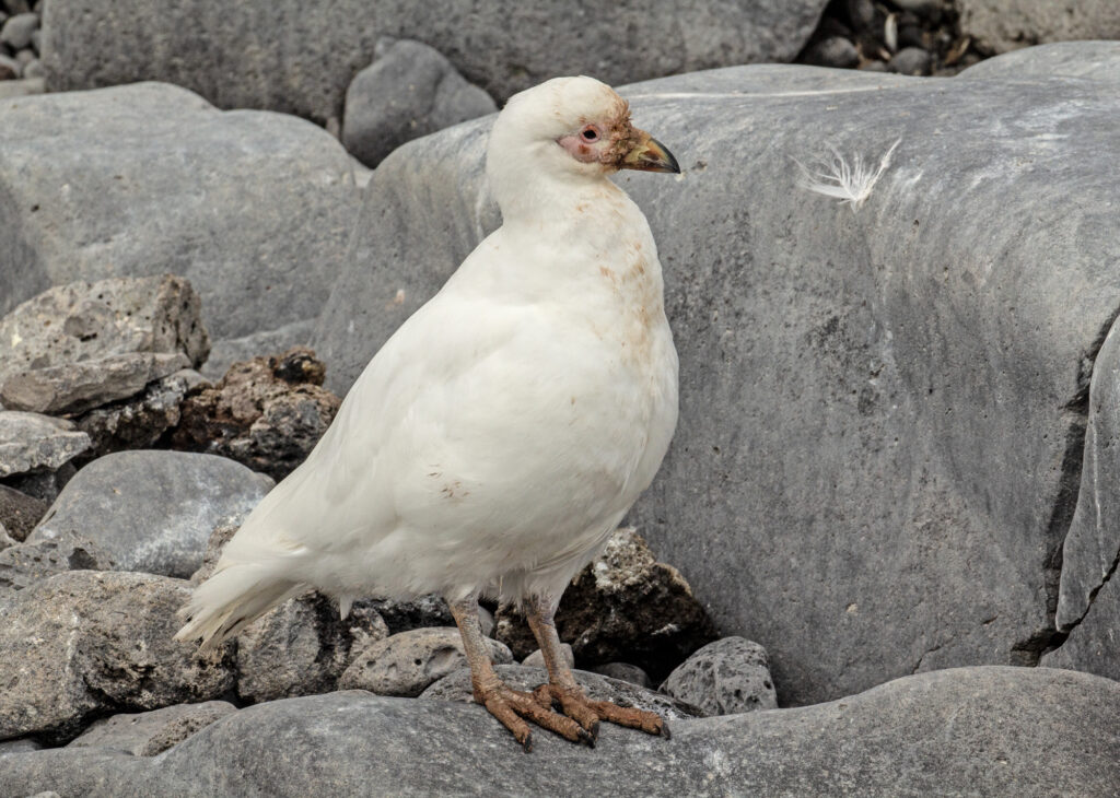 Snowy Sheathbill | Great Bird Pics