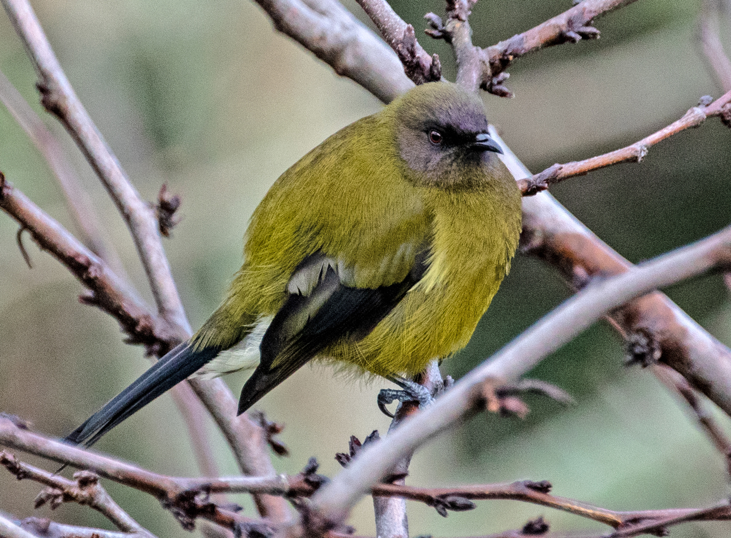 New Zealand Bellbird Korimako | Great Bird Pics