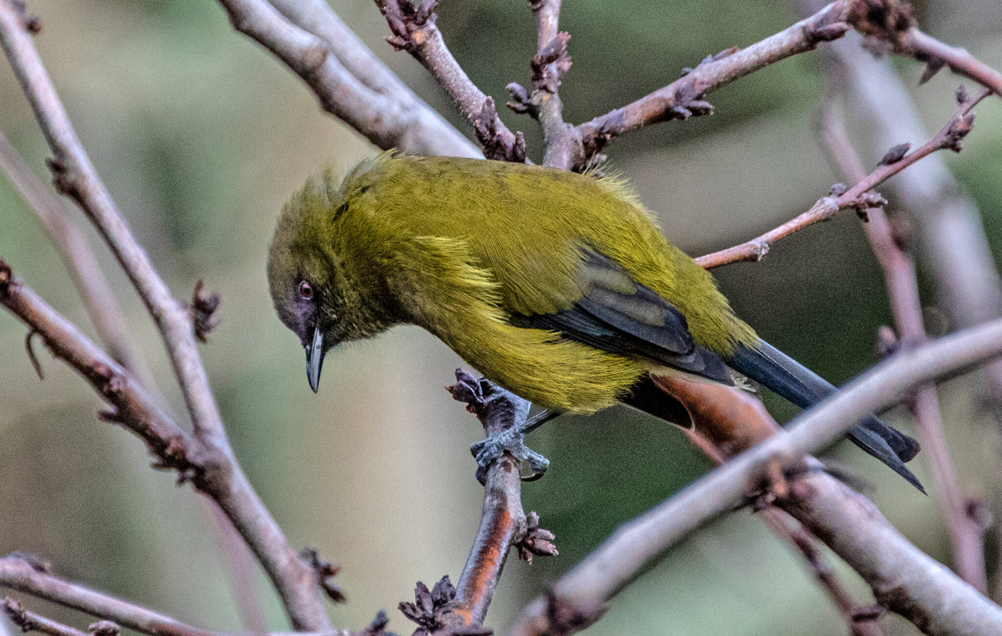 New Zealand Bellbird Korimako | Great Bird Pics