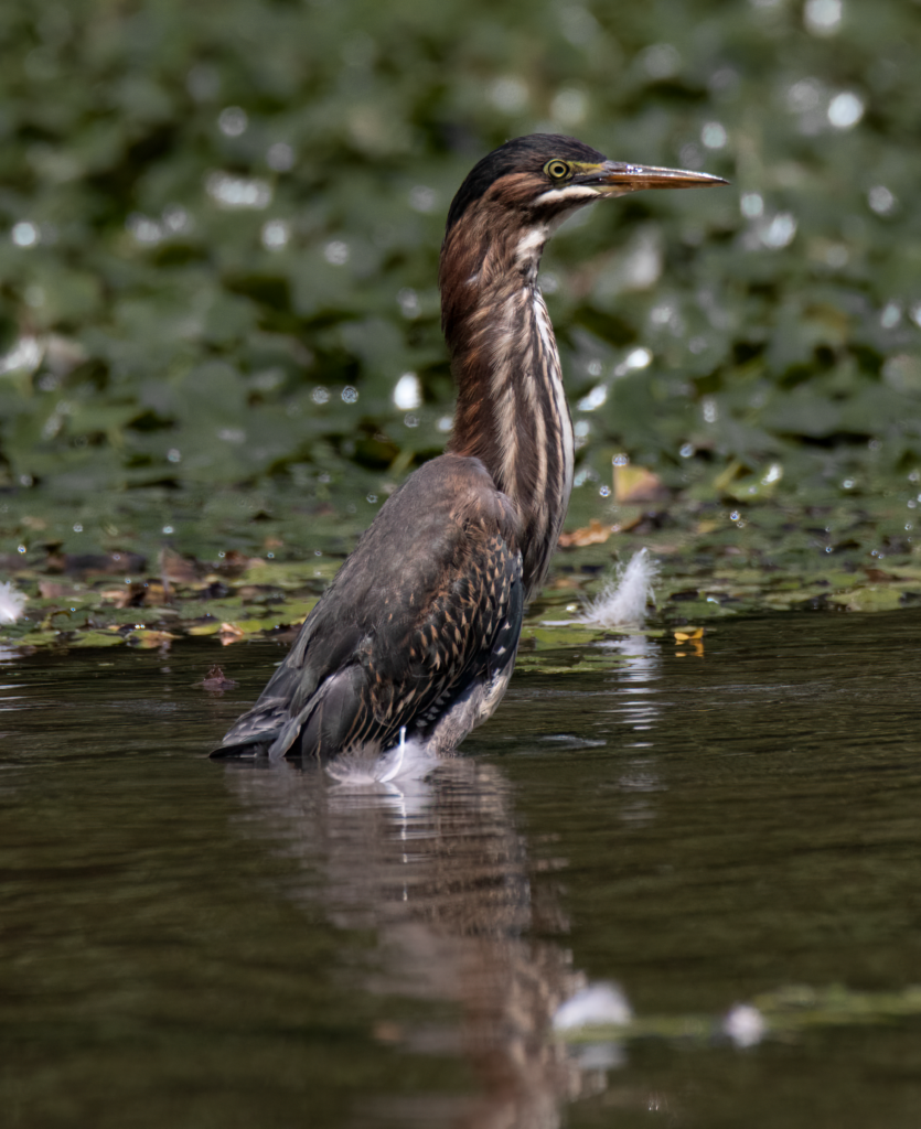 Green Heron | Great Bird Pics