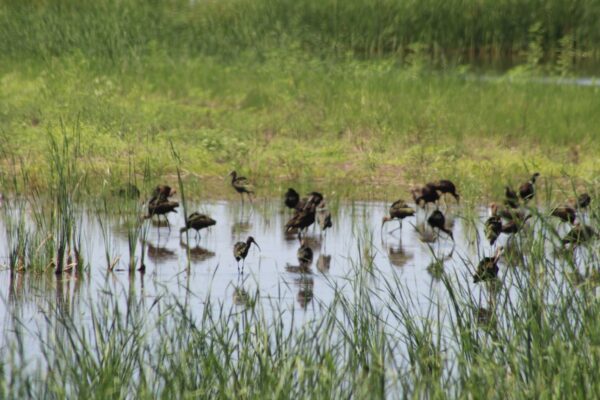 A flock of Ibis | Great Bird Pics