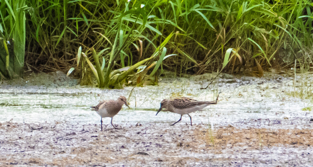 Baird’s Sandpipers | Great Bird Pics