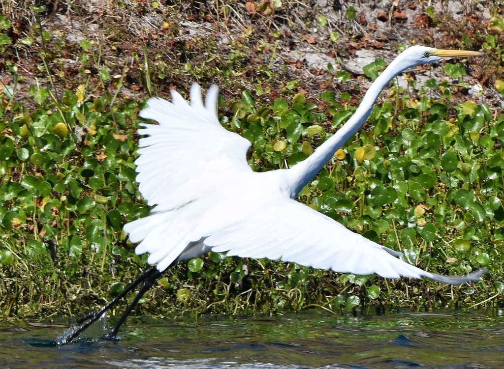 Great Egret in flight | Great Bird Pics