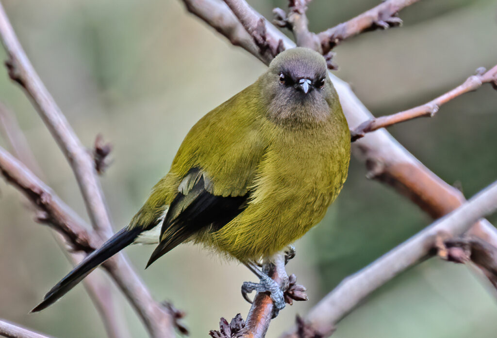 New Zealand Bellbird Korimako | Great Bird Pics