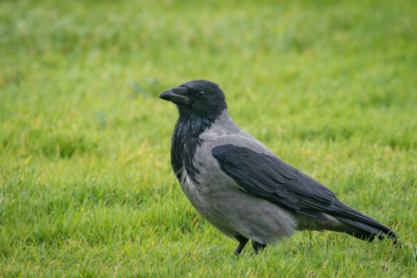 Bi-Colored Crow | Great Bird Pics