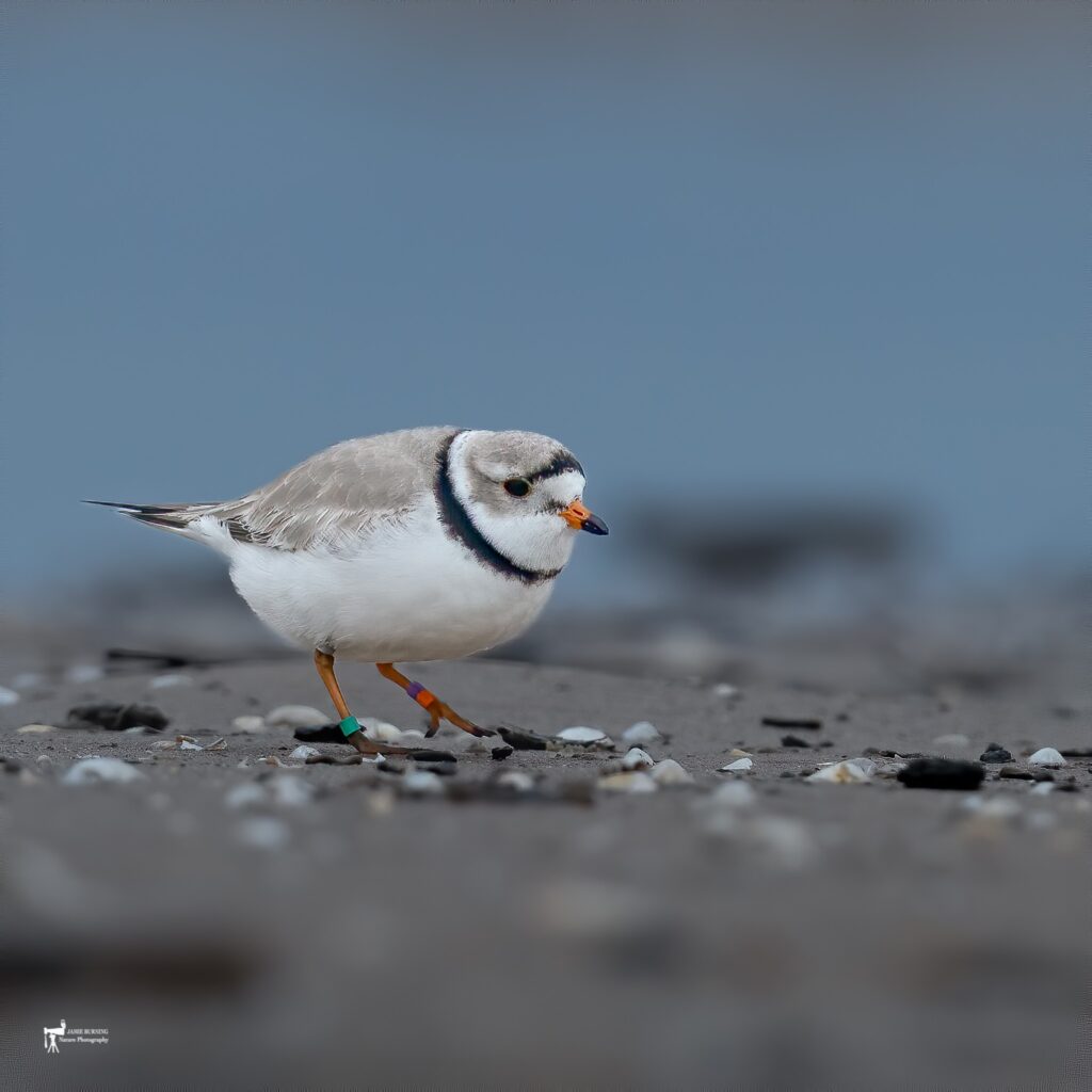 Monty, Chicago’s notorious Piping Plover | Great Bird Pics