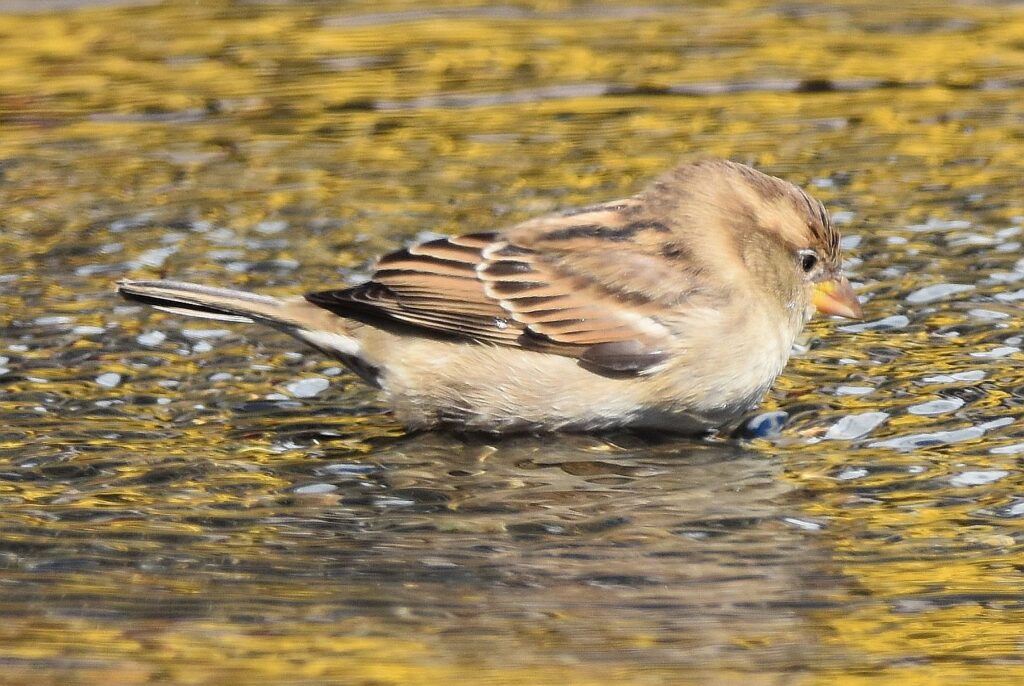 Splish splash, I was takin a bath | Great Bird Pics
