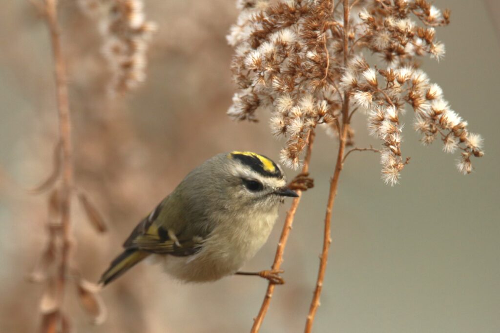 Golden-crowned Kinglet | Great Bird Pics