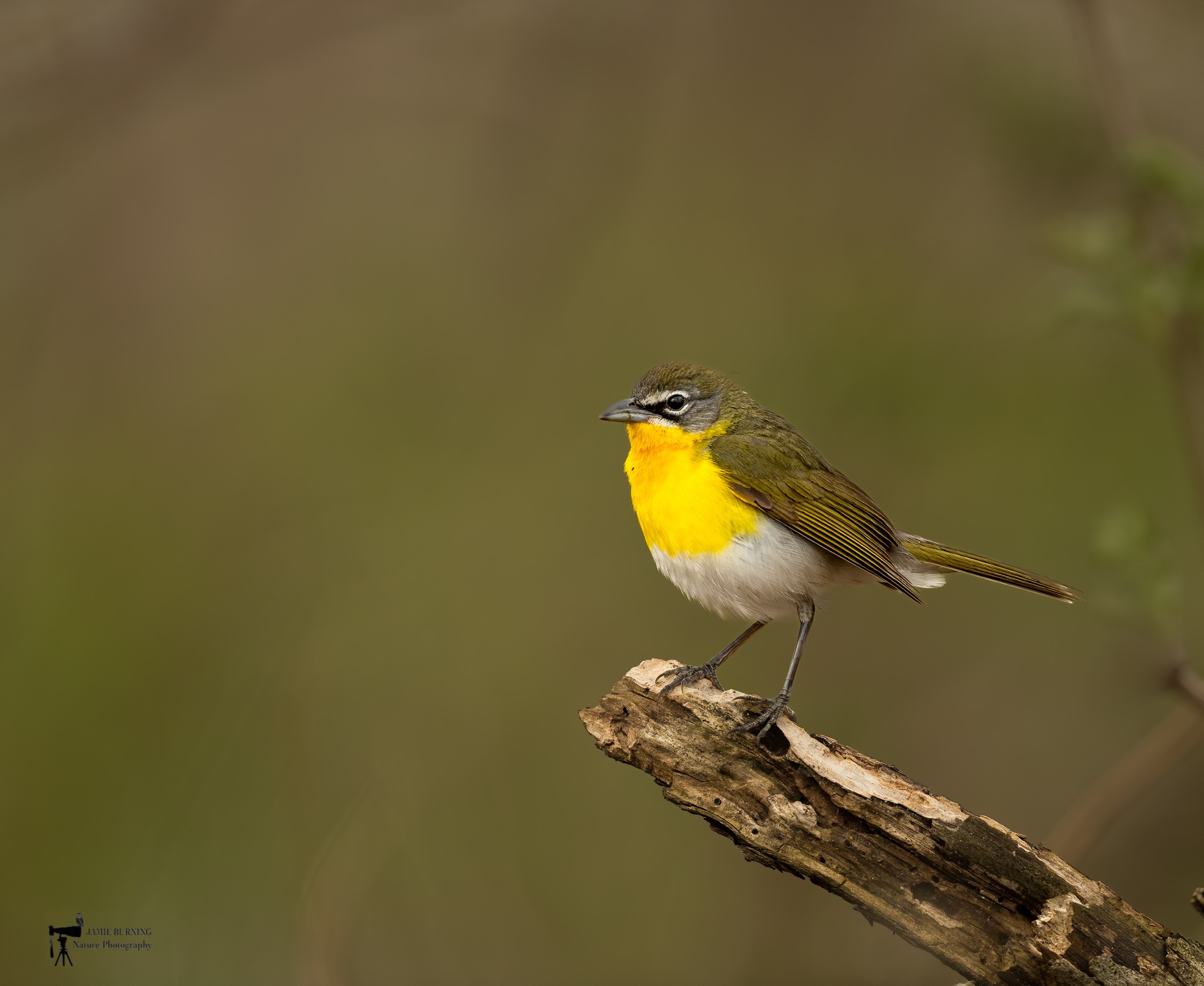 Unexpected Chat. | Great Bird Pics