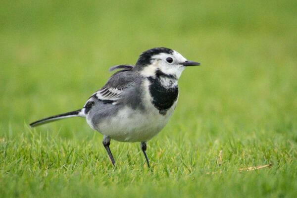 Common Wagtail | Great Bird Pics