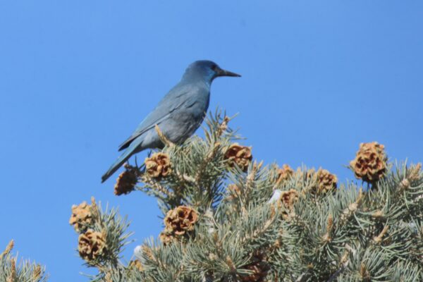 Pinyon Jay | Great Bird Pics
