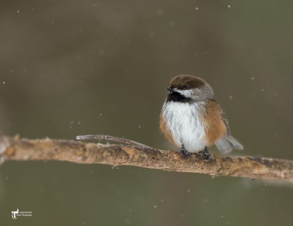 Boreal puff ball | Great Bird Pics