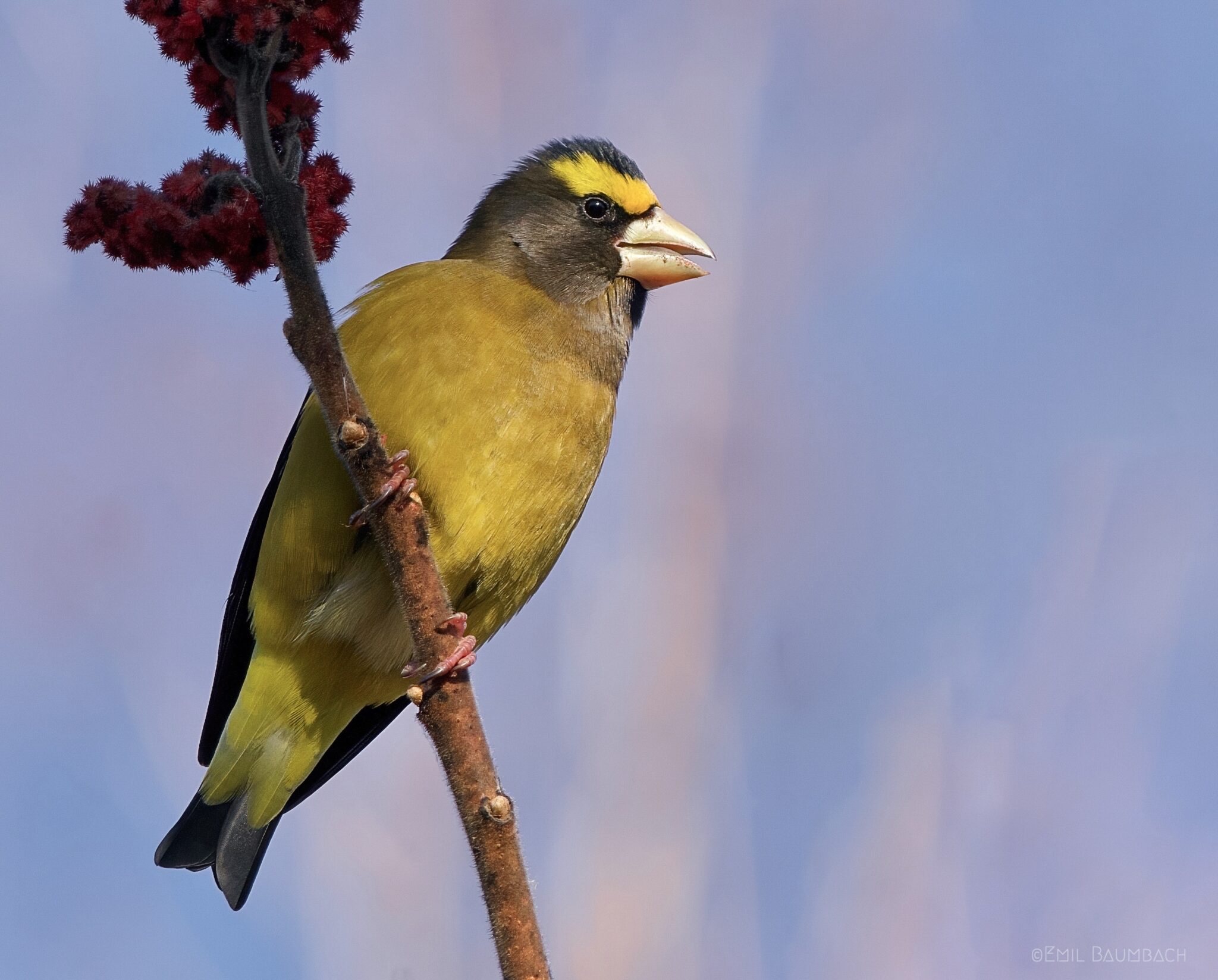 Evening Grosbeak | Great Bird Pics