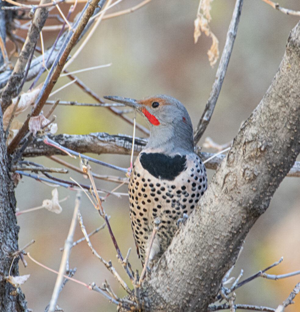 Northern Flicker | Great Bird Pics