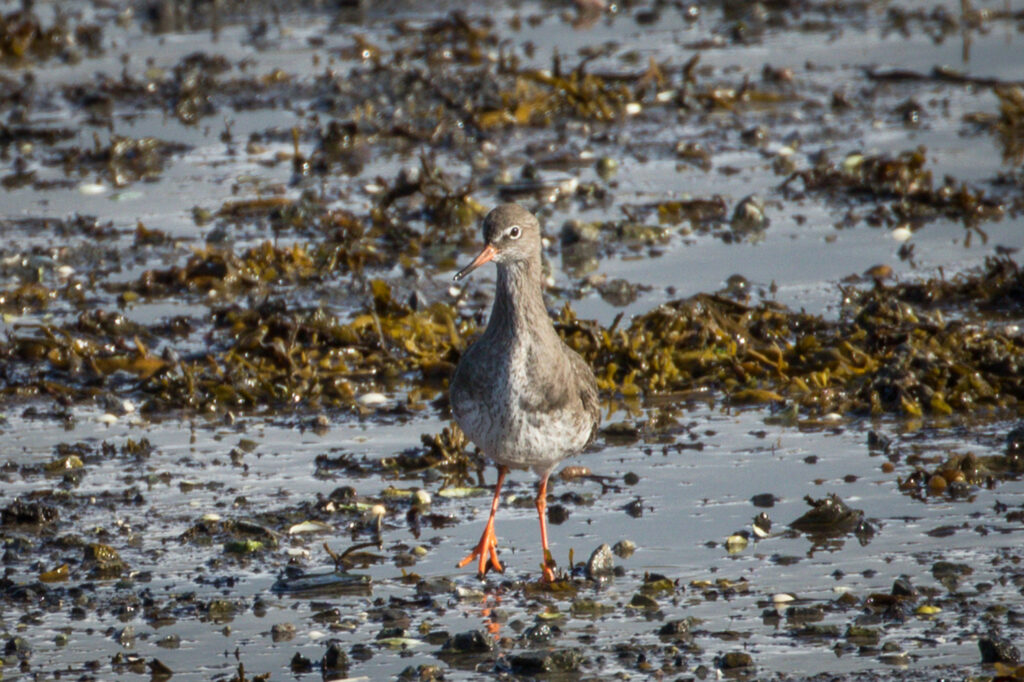 Shank Equals Legs | Great Bird Pics