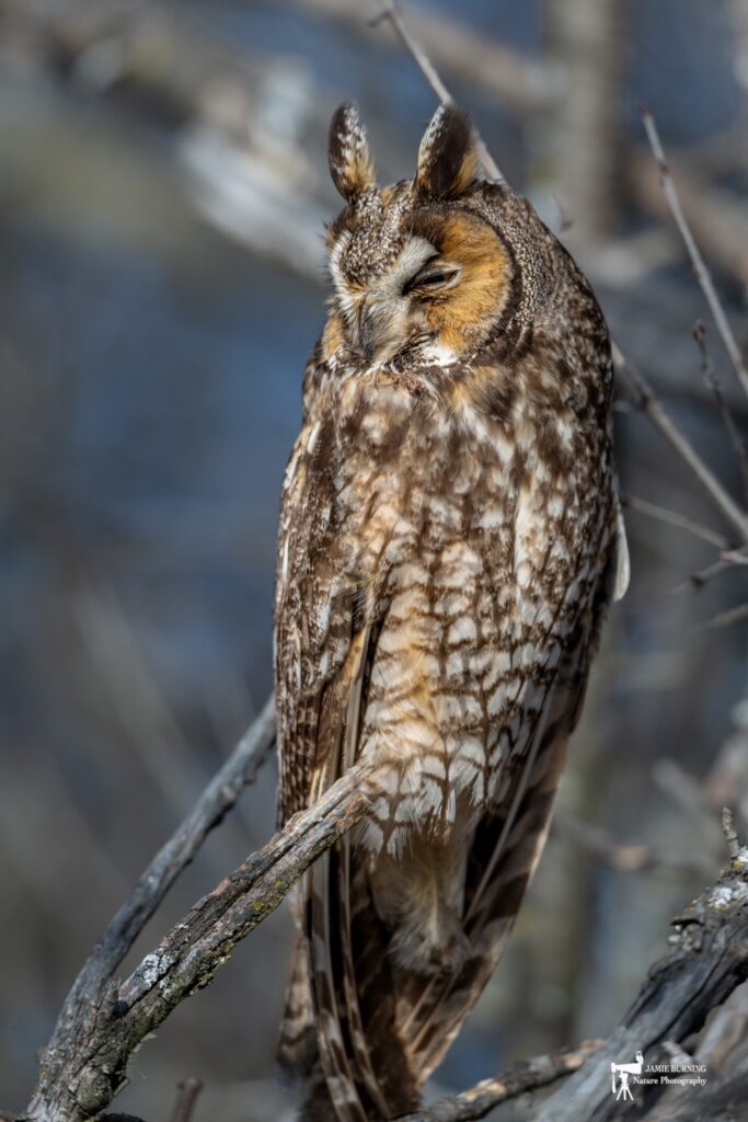 Sleeping the day away | Great Bird Pics