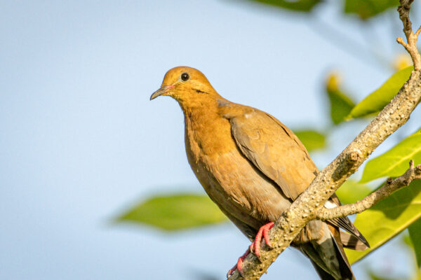 A Common Jamaican Resident | Great Bird Pics
