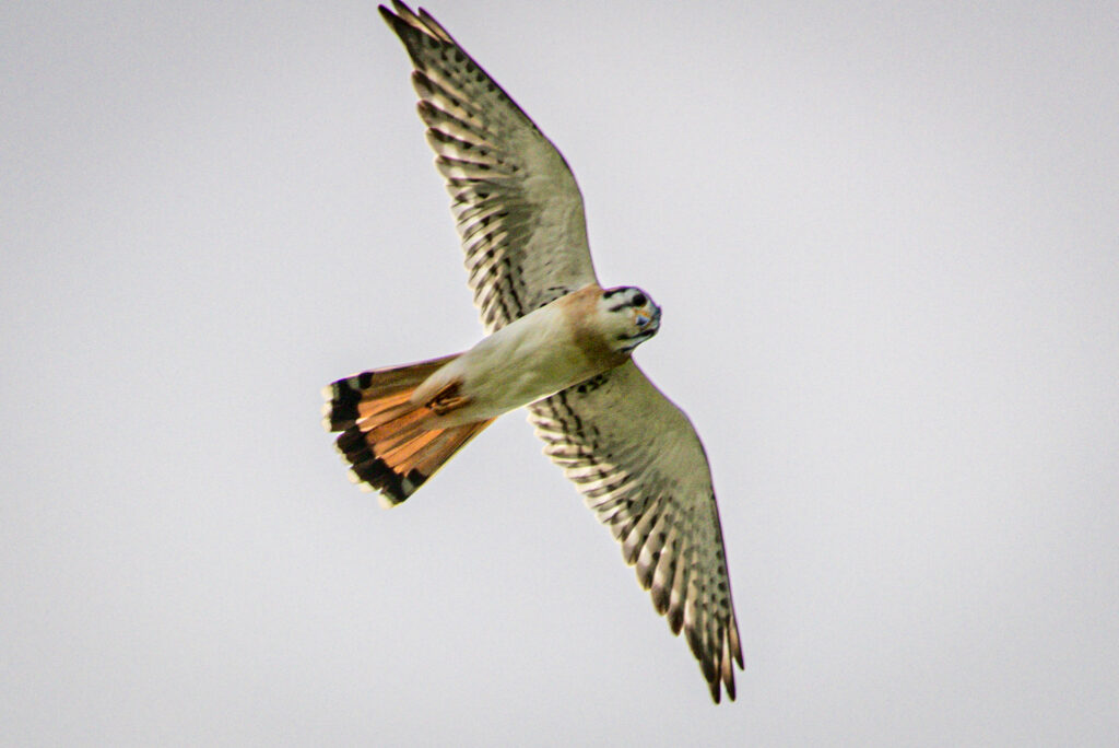 A Paler Kestrel | Great Bird Pics