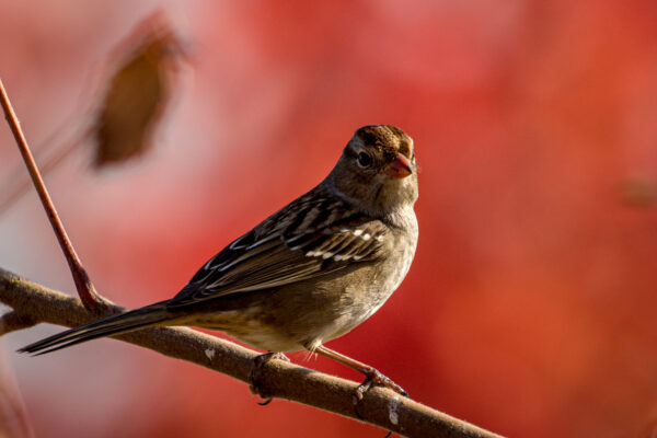 Backlit Example | Great Bird Pics