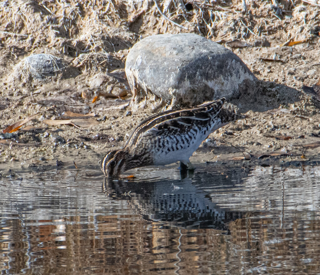 Wilson’s Snipe feeding | Great Bird Pics