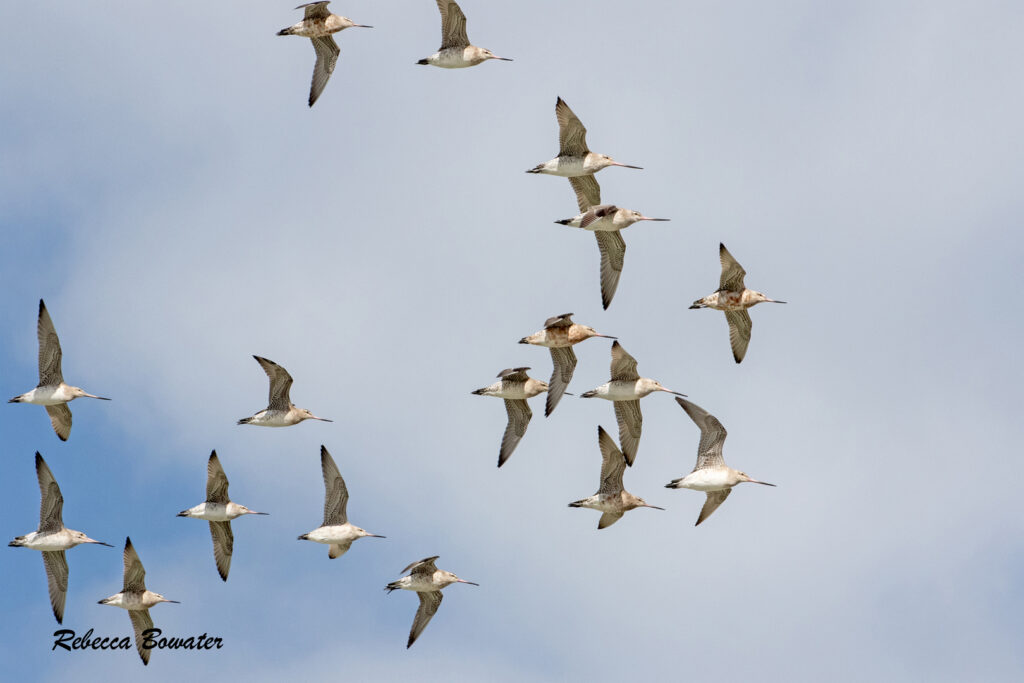 Bar-tailed Godwits | Great Bird Pics