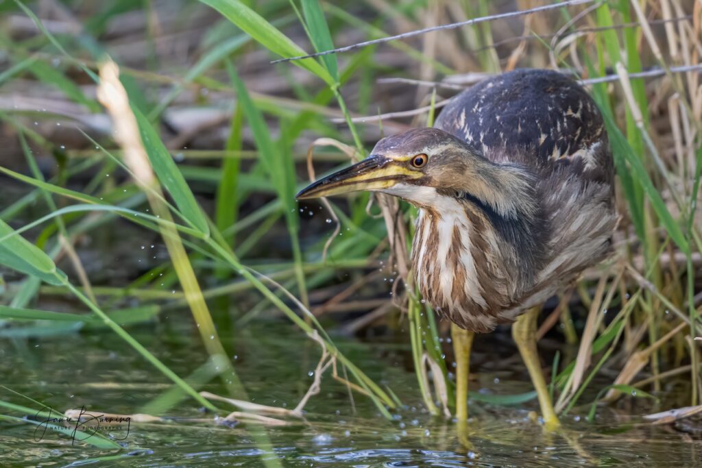 champion of hide and seek, | Great Bird Pics