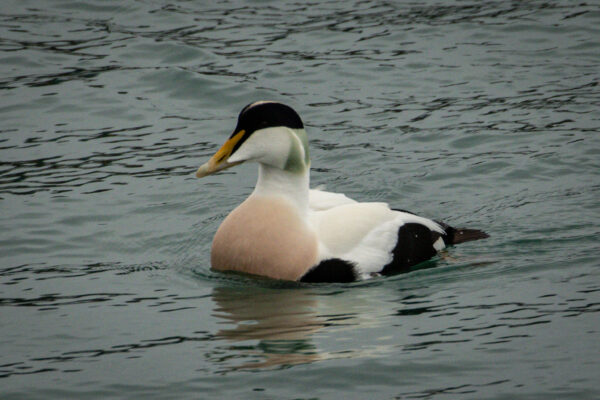 Male Common Eider | Great Bird Pics