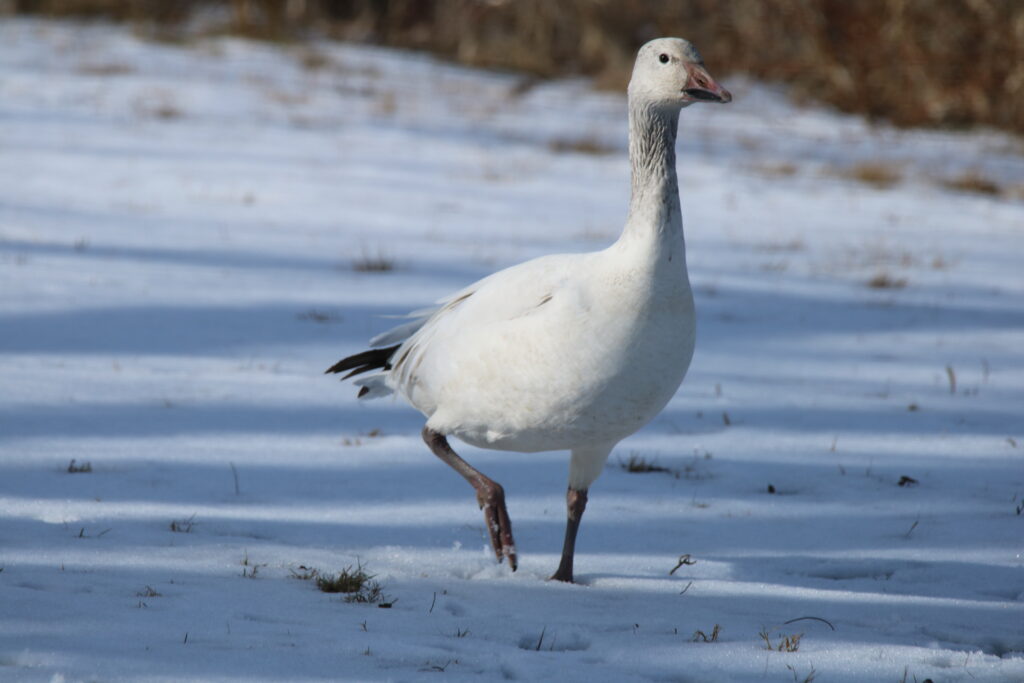 Snow Goose (white morph) | Great Bird Pics