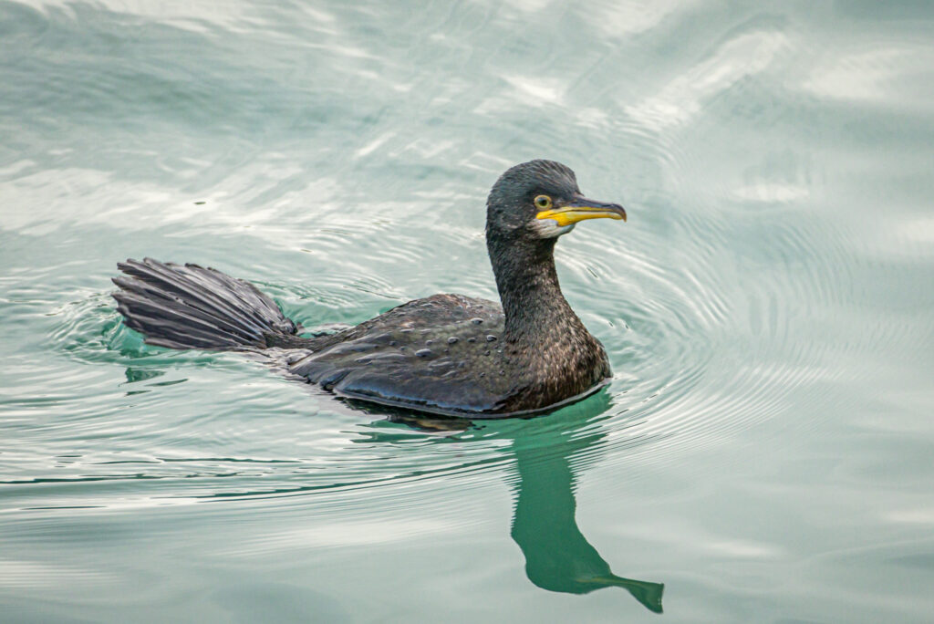 Shag Me | Great Bird Pics