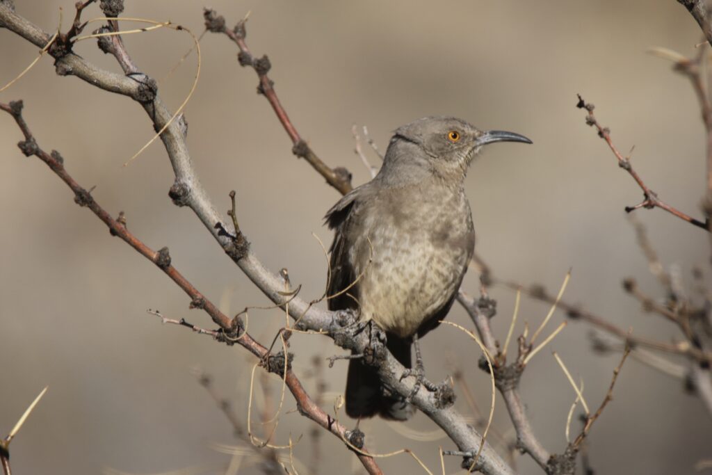 Curve-billed Thrasher | Great Bird Pics