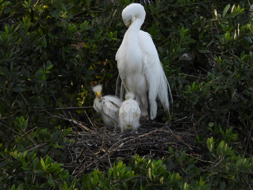 Great Egret with babies | Great Bird Pics